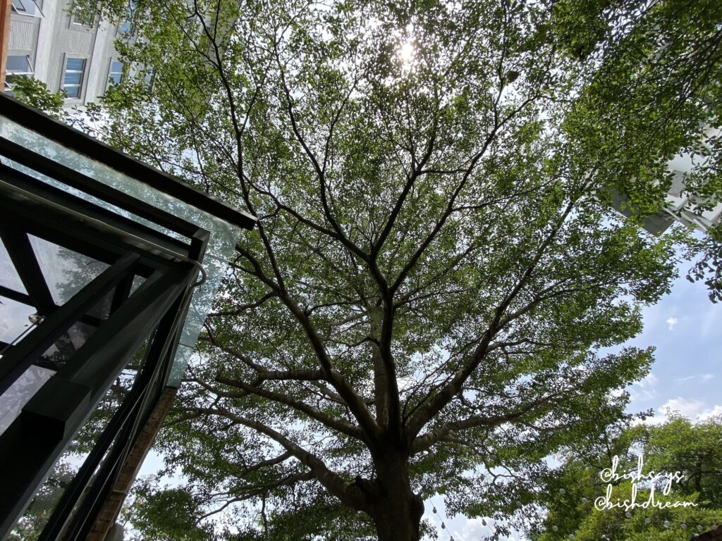 吉隆坡探店｜超美超迷人玻璃咖啡館｜ Pokok KL @ MAHSA • BISHDREAM